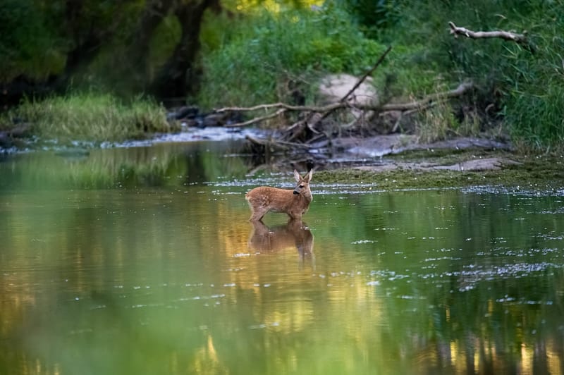 Un Faon découvre l'eau - Camille Tarasco Photographe