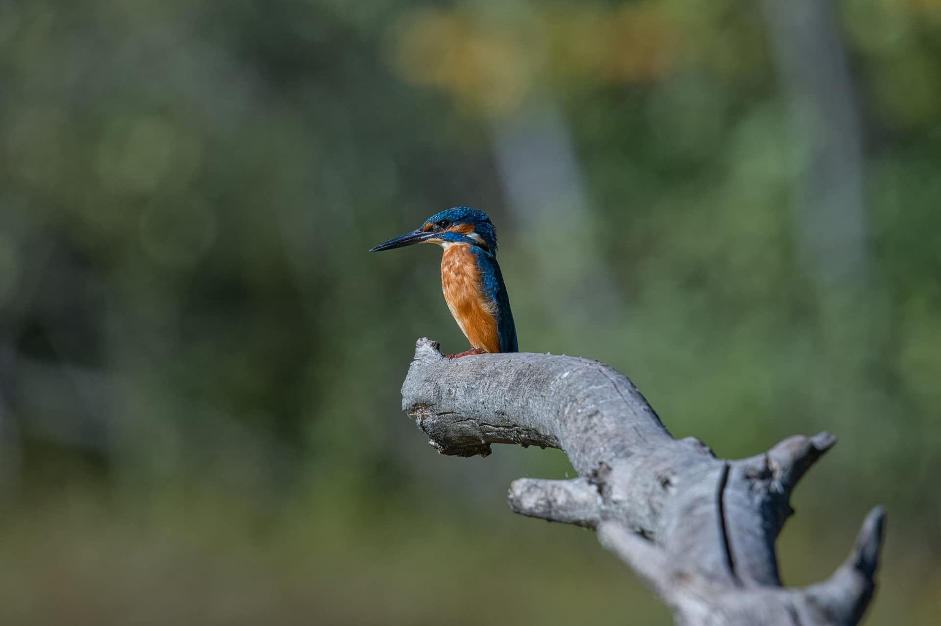 Le guet du martin-pêcheur - Camille Tarasco Photographe